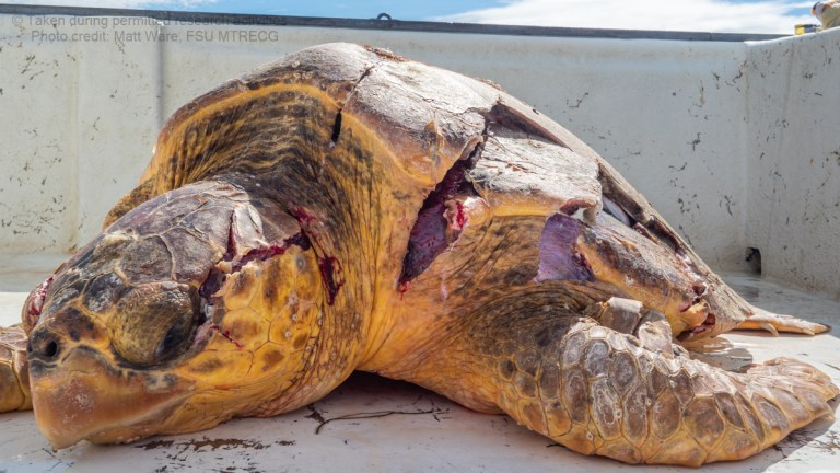 New Paper: Conservation Interventions to Reduce Vessel Strikes on Sea ...