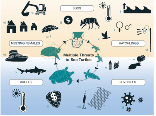 News – Ware Marine Research and Conservation